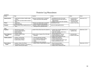 Muscle Attachment Table (Compartment Wise) | PPT