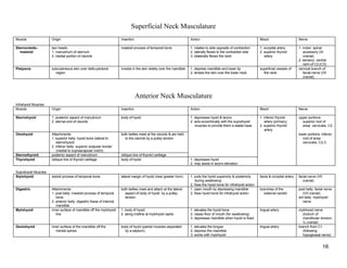 Muscle Attachment Table (Compartment Wise) | PDF