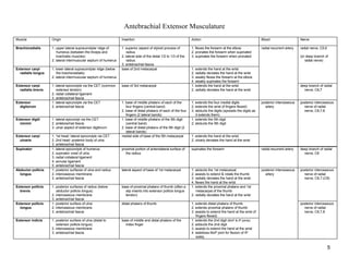 Muscle Attachment Table (Compartment Wise) | PDF