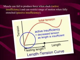 Muscle biomechanics | PPT
