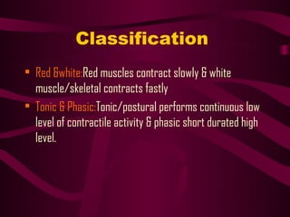 Muscle biomechanics | PPT