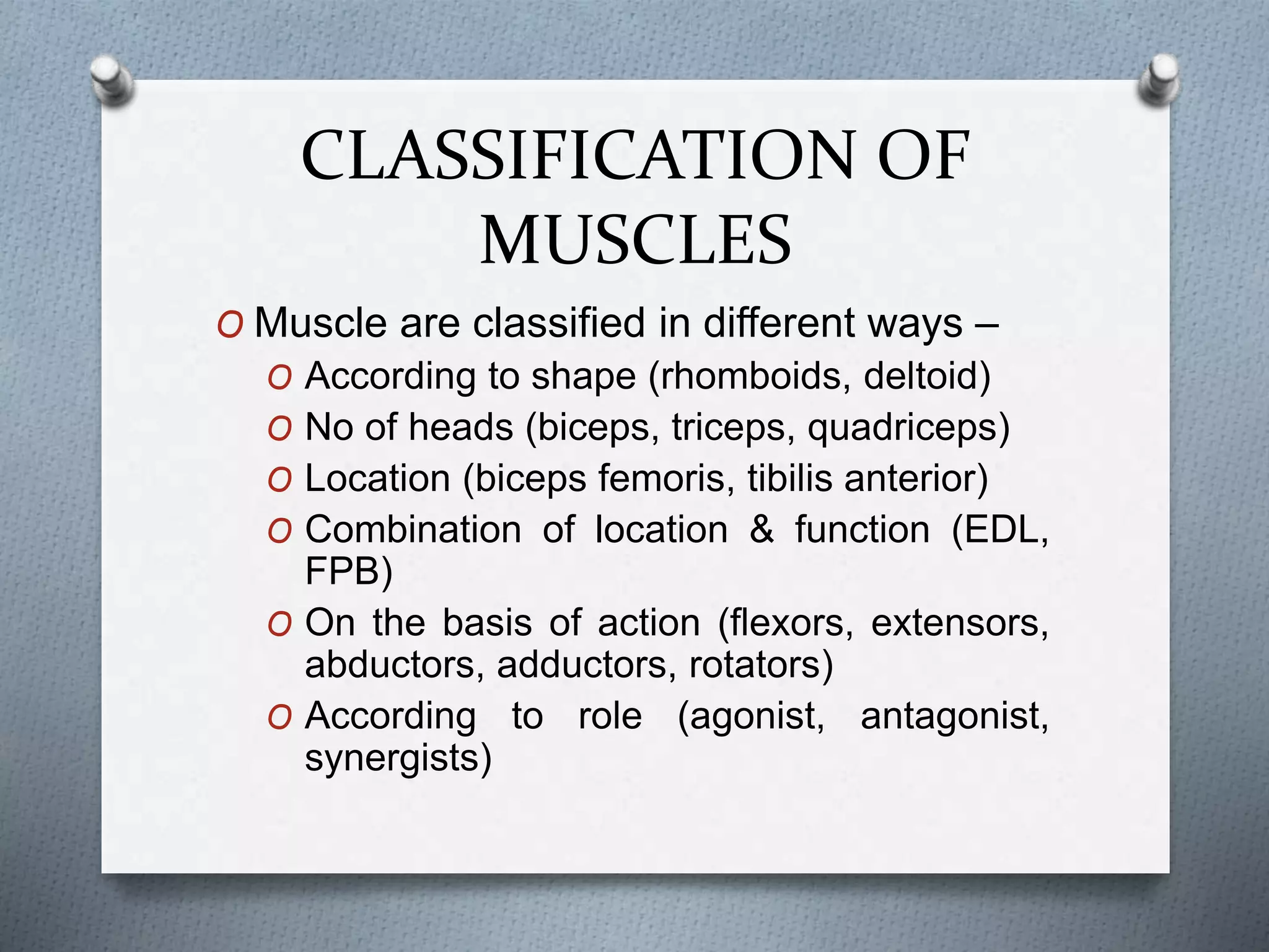 Muscle biomechanics | PPTX