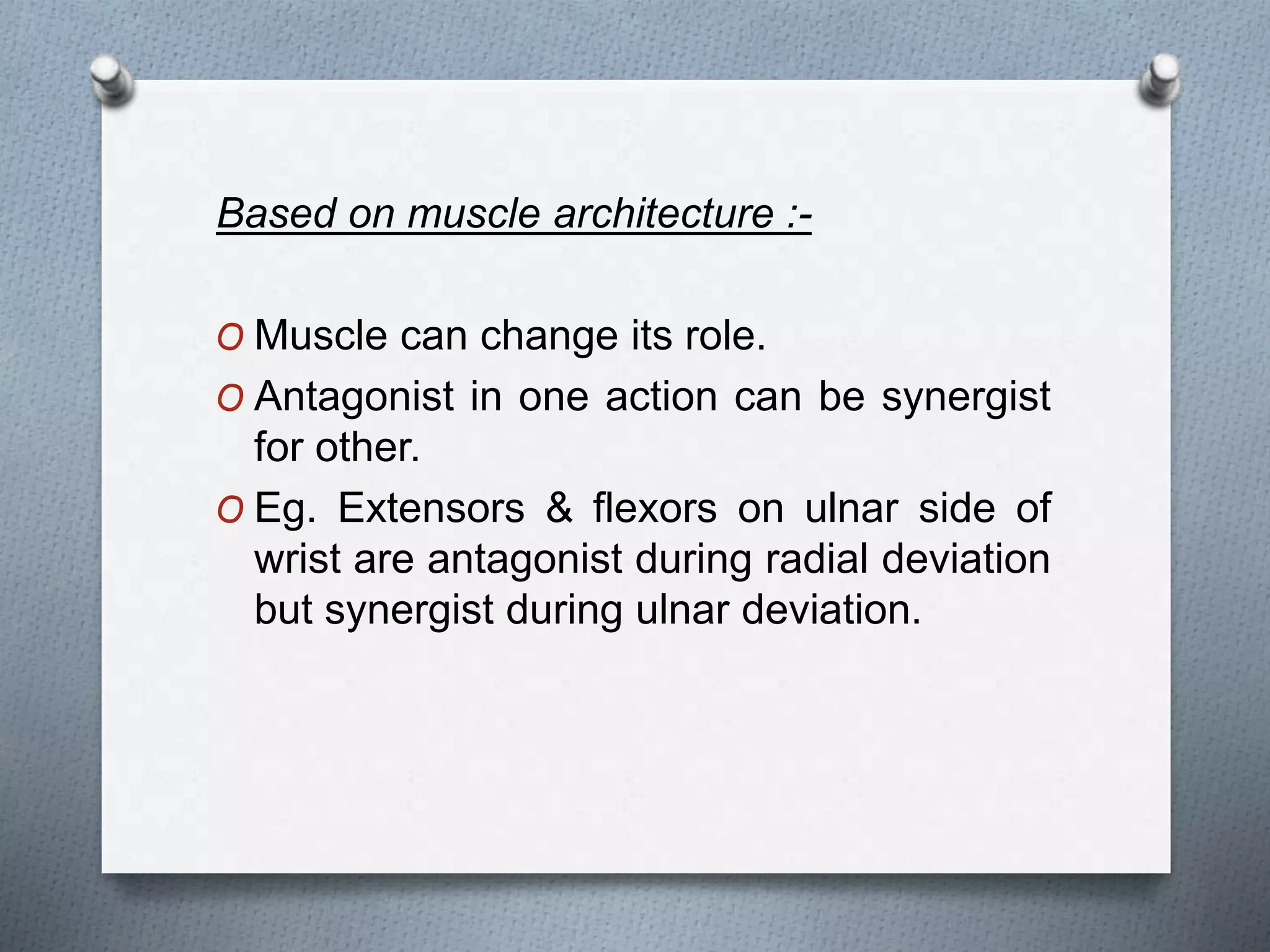 Muscle biomechanics | PPTX