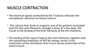 muscle biopsy (3).ppt, diagnosis, types, biopsy | PPT