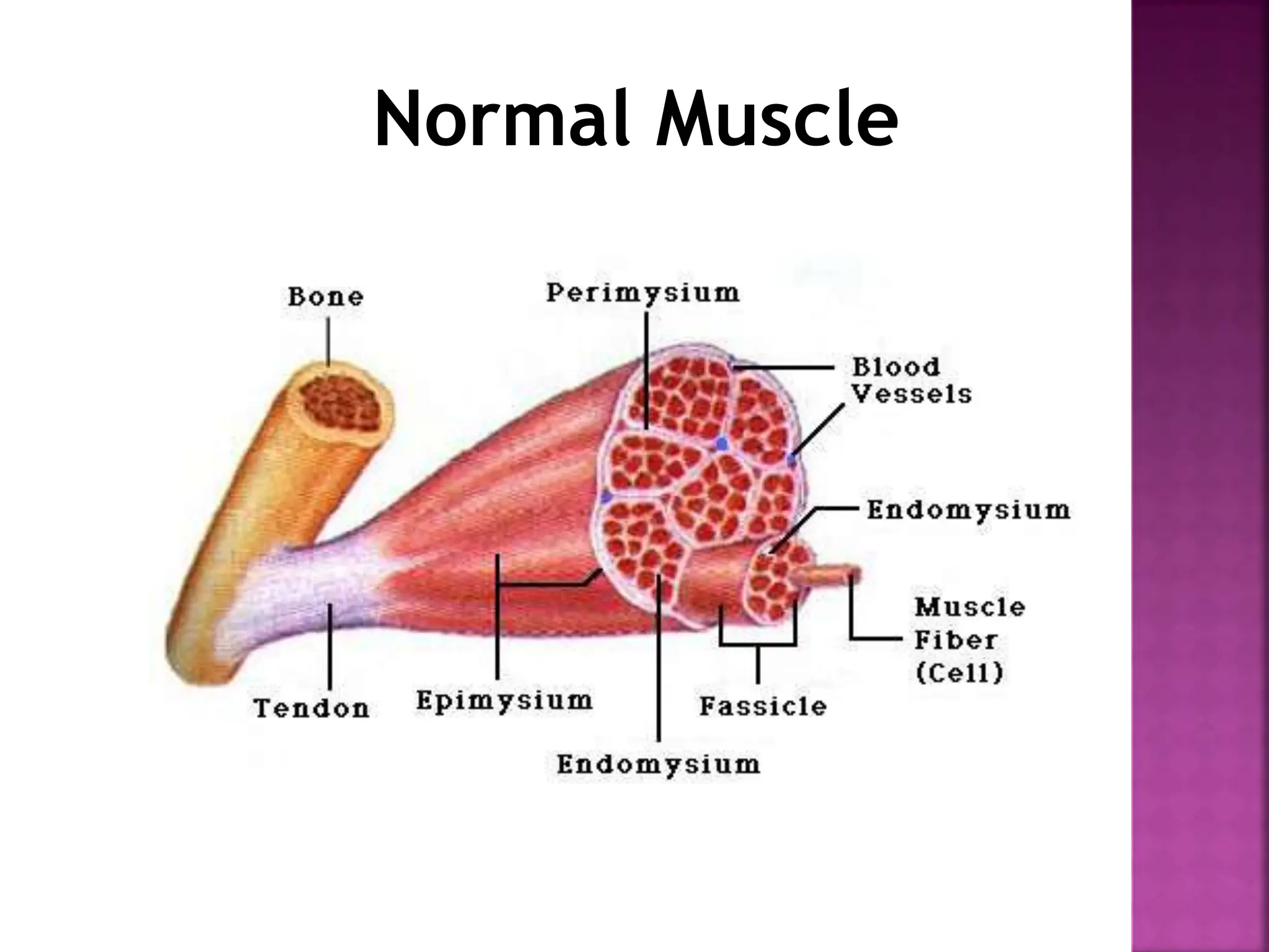 muscle biopsy site indications staining processing of muscle biopsy.pptx
