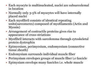 Muscle biopsy interpretation | PPTX