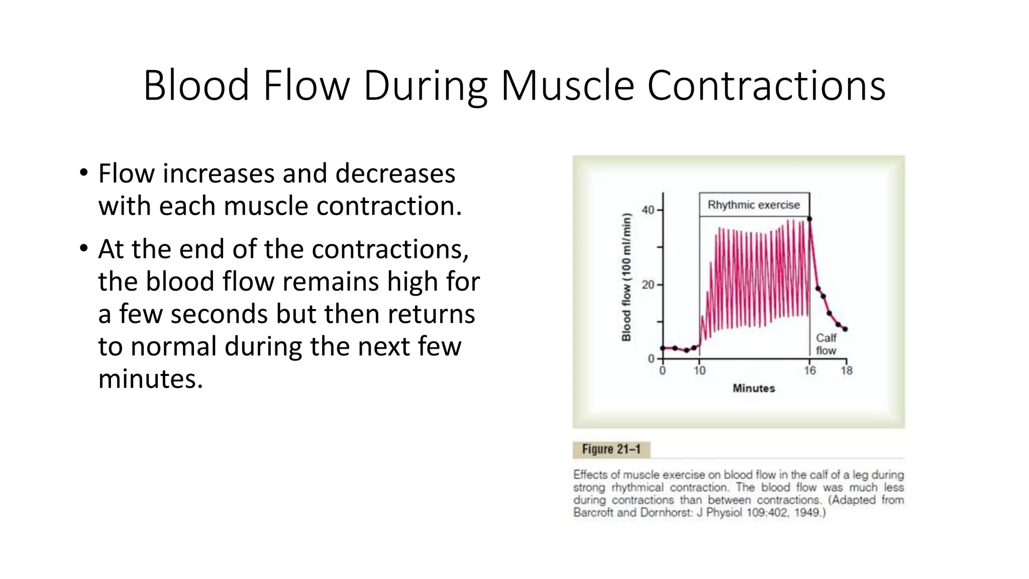 Muscle Blood Flow and Cardiac Output During Exercise.pptx