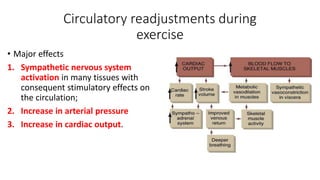 Muscle Blood Flow and Cardiac Output During Exercise.pptx