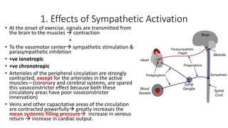Muscle Blood Flow and Cardiac Output During Exercise.pptx