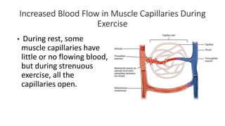 Muscle Blood Flow and Cardiac Output During Exercise.pptx