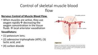 Muscle Blood Flow and Cardiac Output During Exercise.pptx