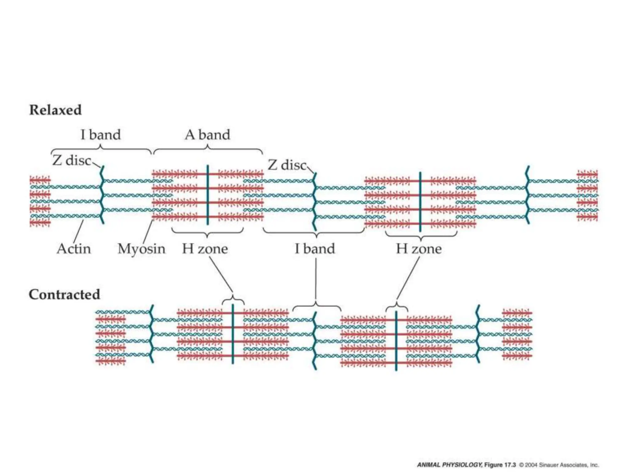 muscle cell physiology .ppt