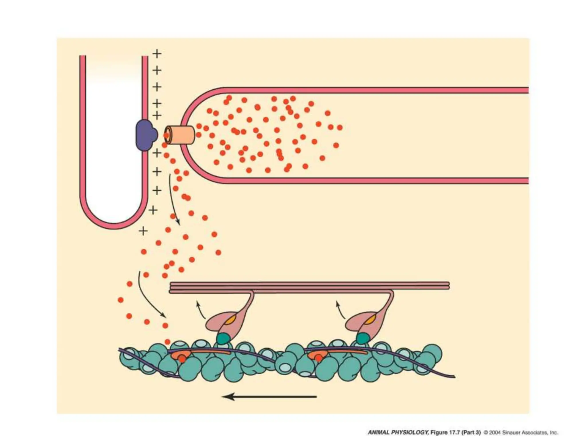 muscle cell physiology .ppt