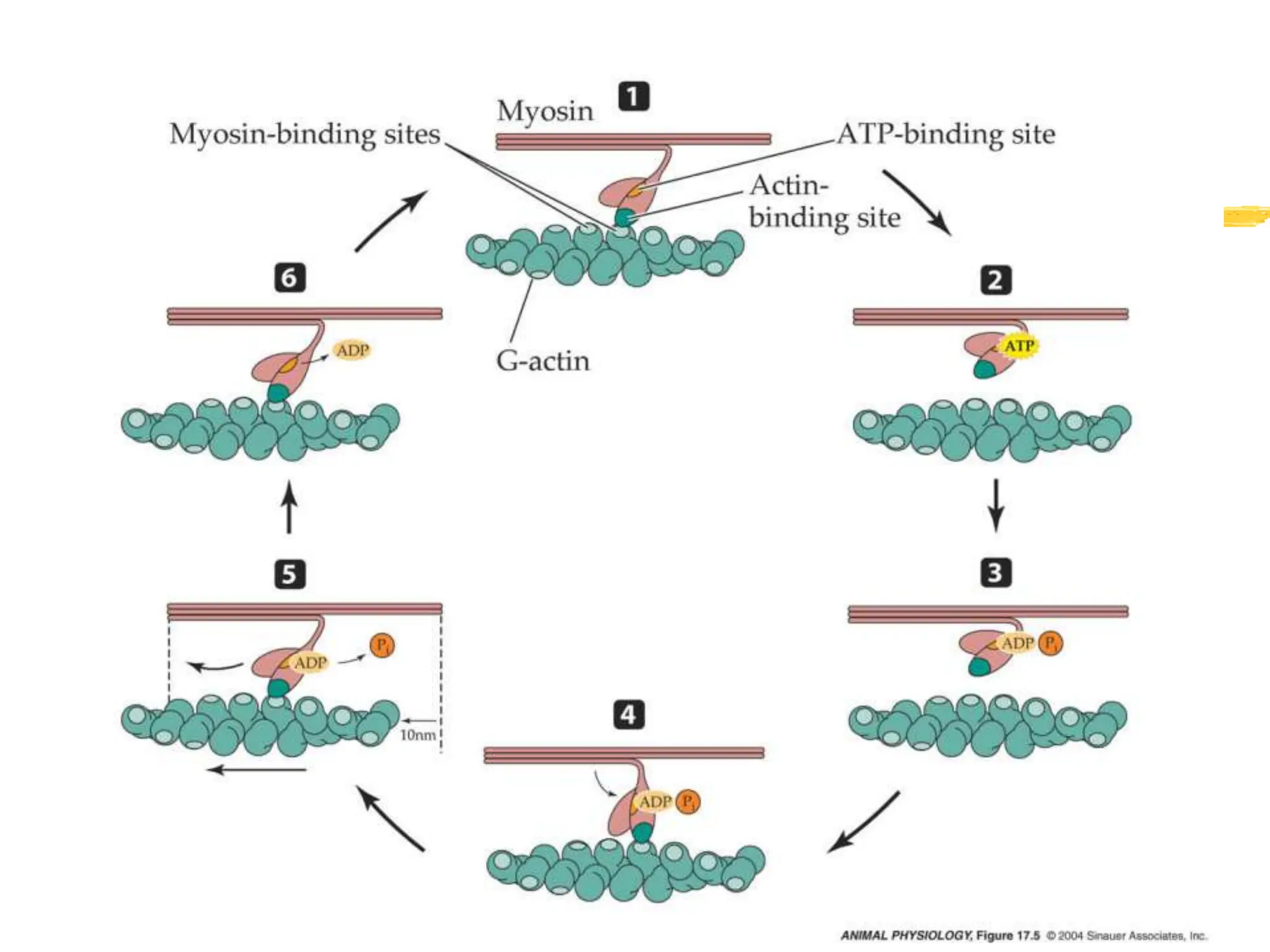 muscle cell physiology .ppt