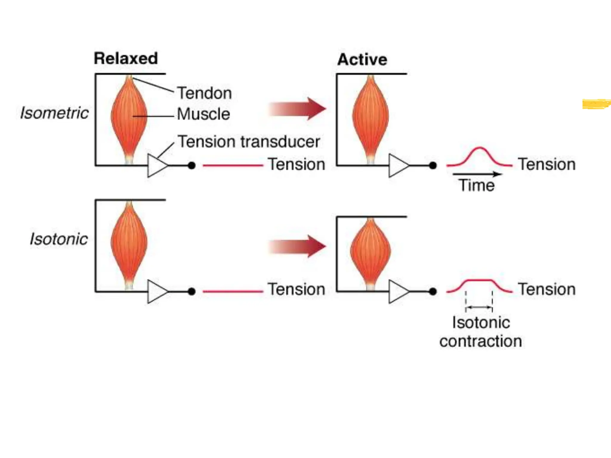 muscle cell physiology .ppt