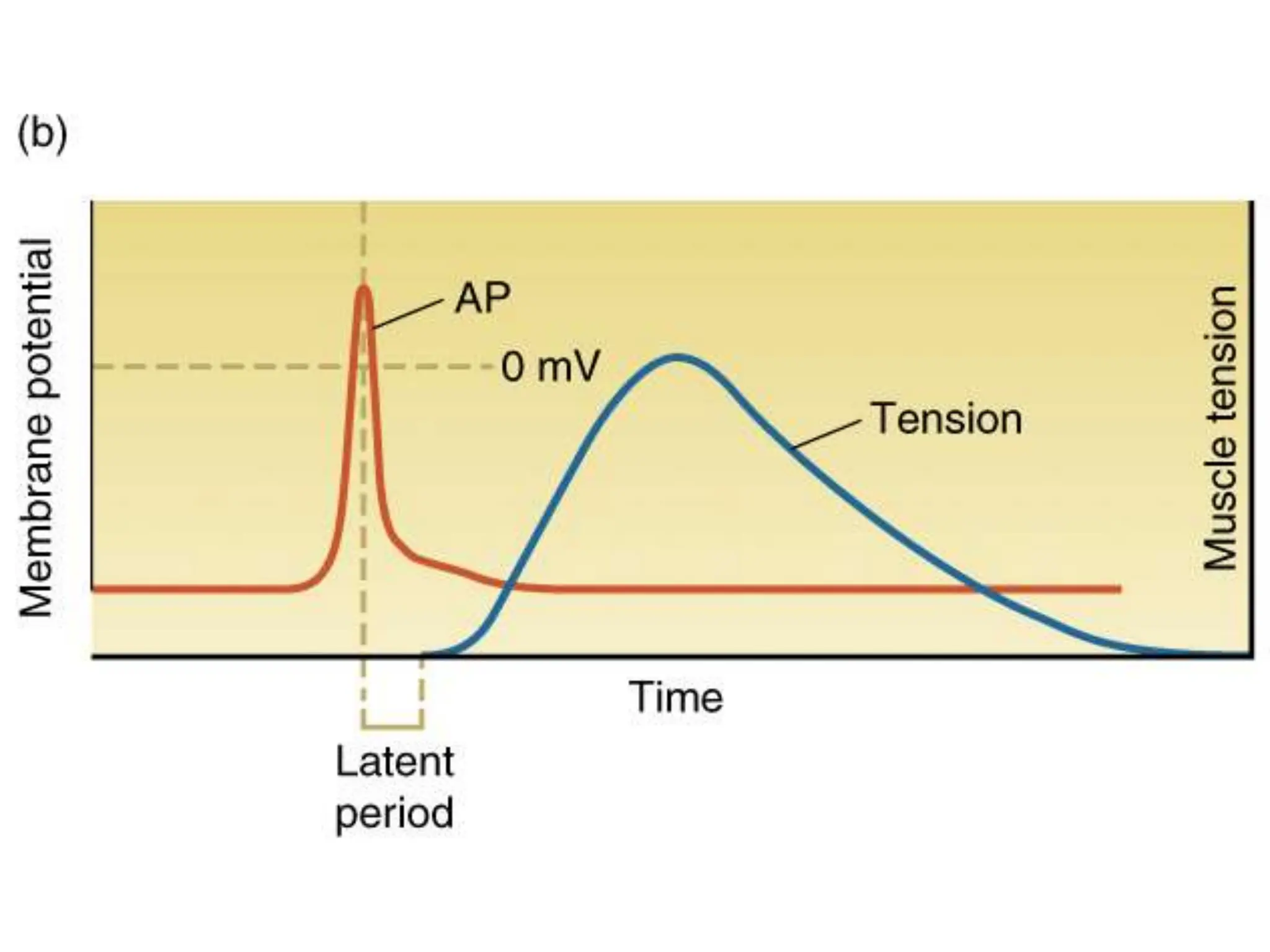 muscle cell physiology .ppt