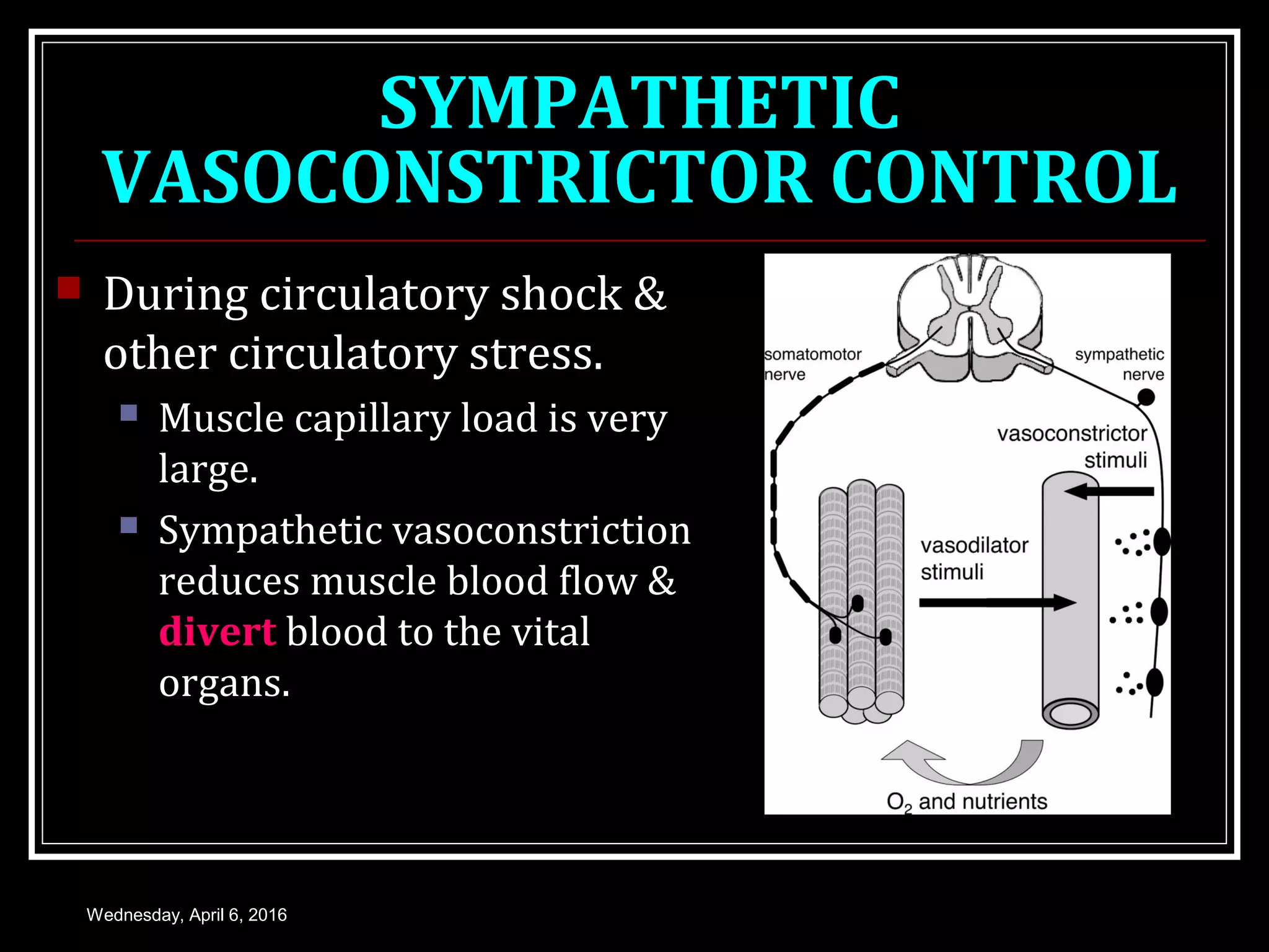 MUSCLE CIRCULATION | PPT