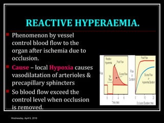 MUSCLE CIRCULATION | PPT