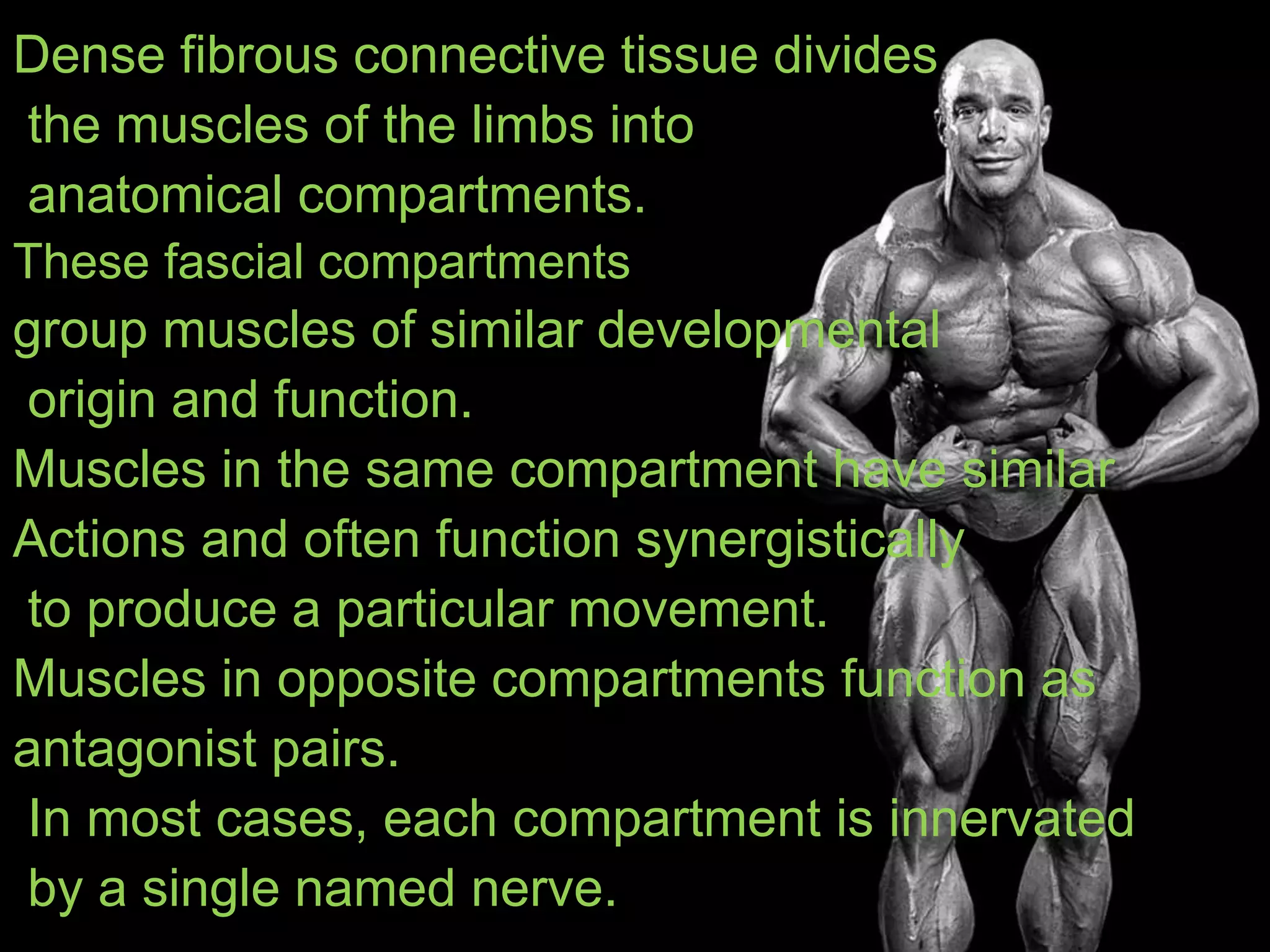Muscle compartments of the limbs | PPTX