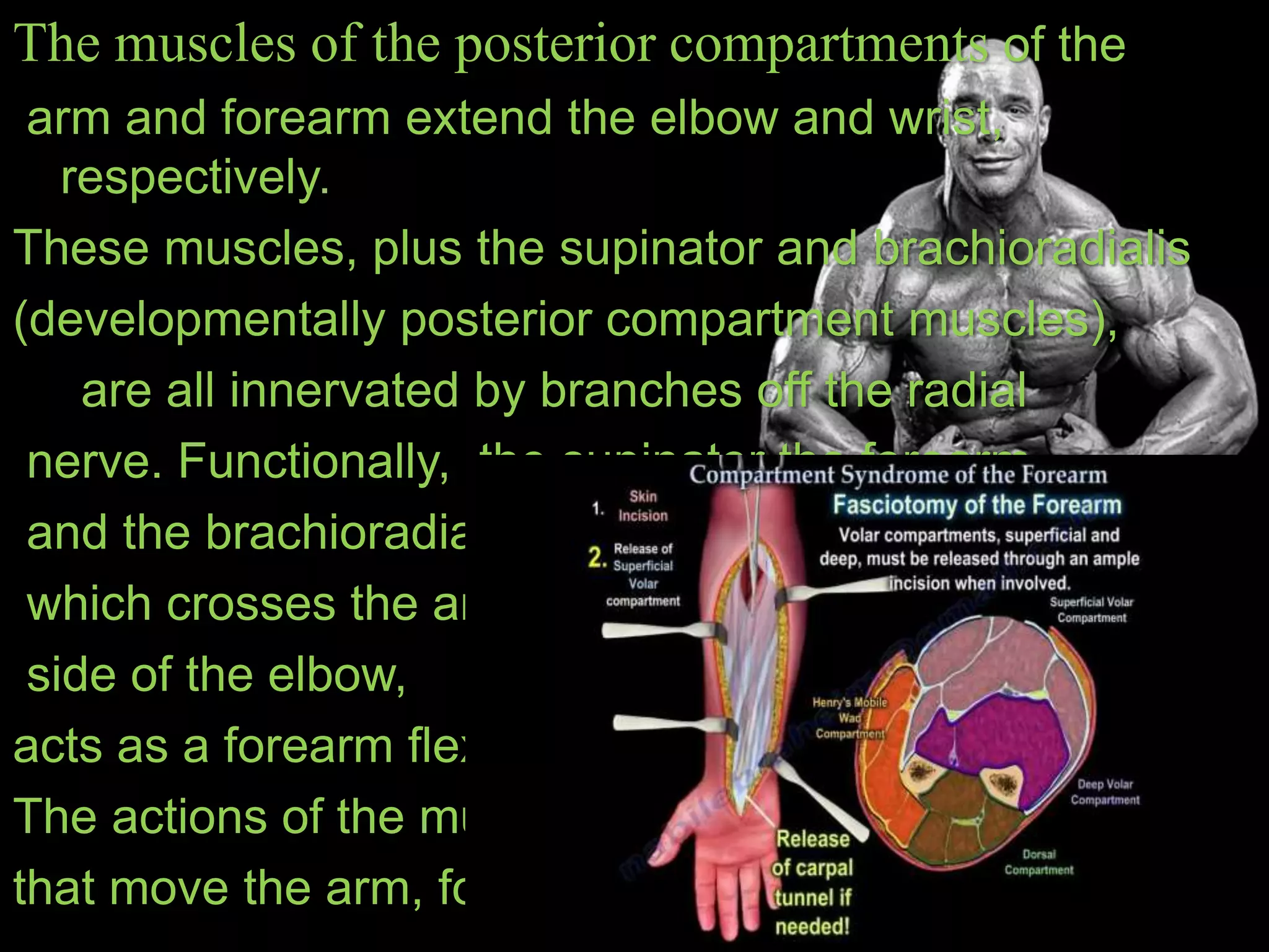 Muscle compartments of the limbs | PPTX