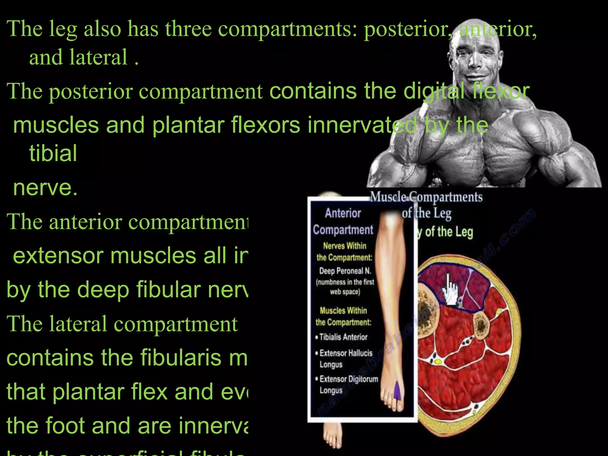 Muscle compartments of the limbs | PPTX