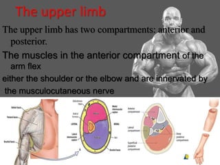 Muscle compartments of the limbs | PPTX