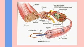 muscle components , biochem (1).pptx