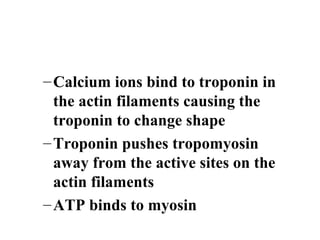 Muscle Contraction | PPT