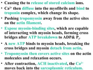 Muscle Contraction | PPT