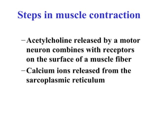 Muscle Contraction | PPT
