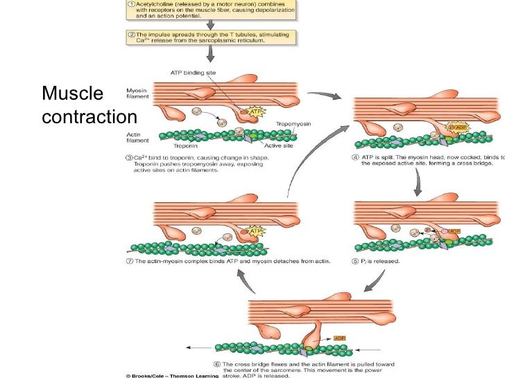 Muscle Contraction