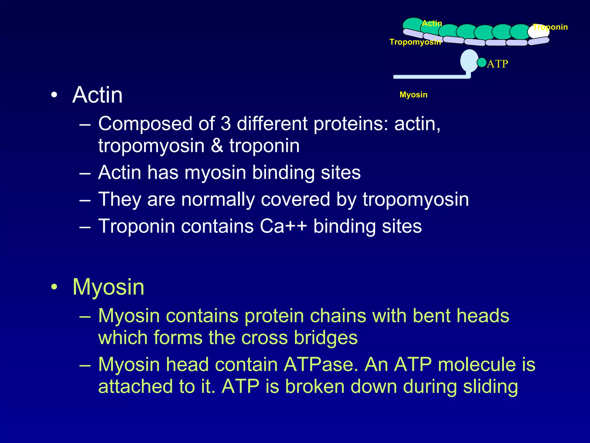 Muscle contraction | PPT