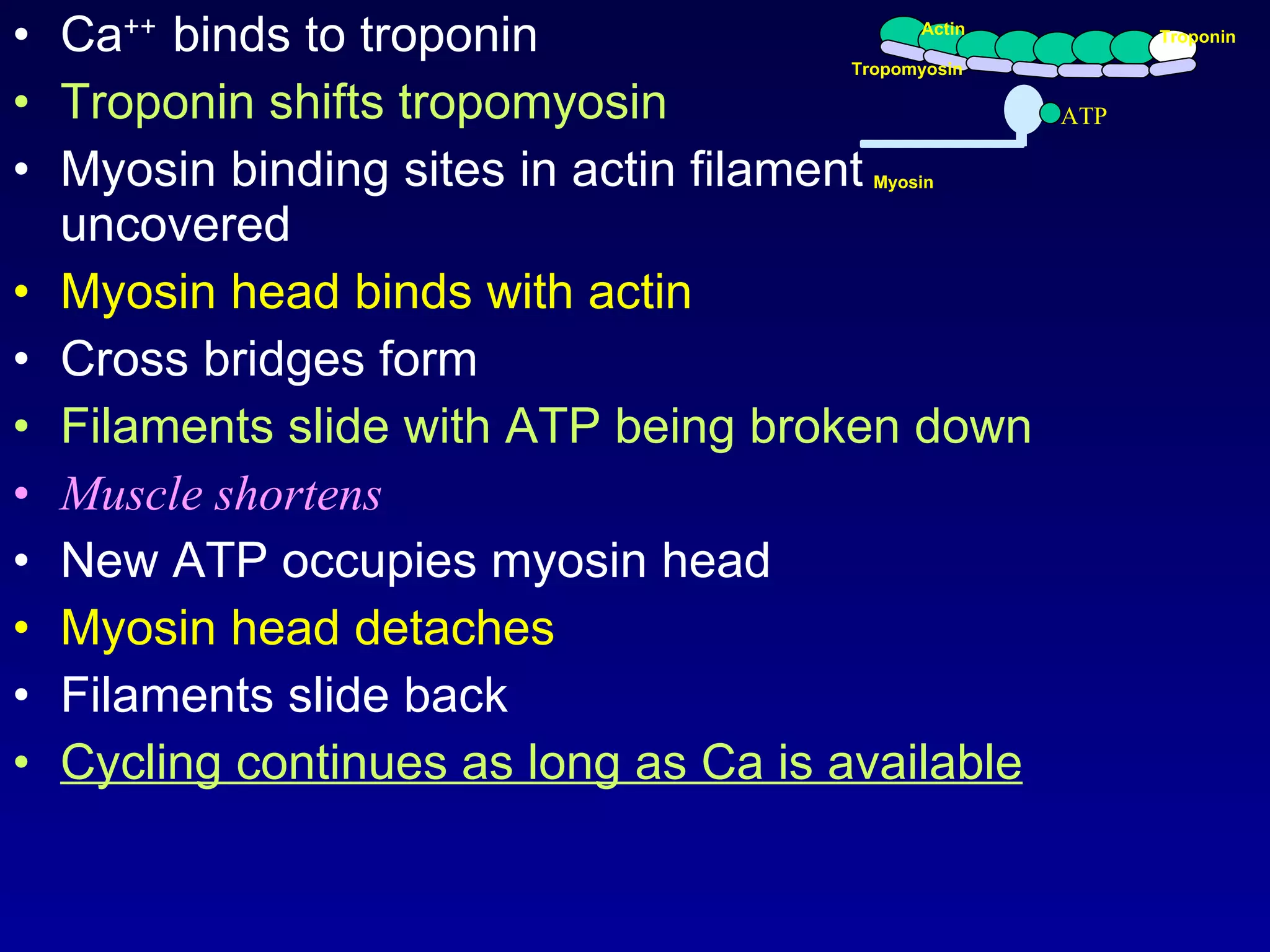 Muscle contraction | PPT