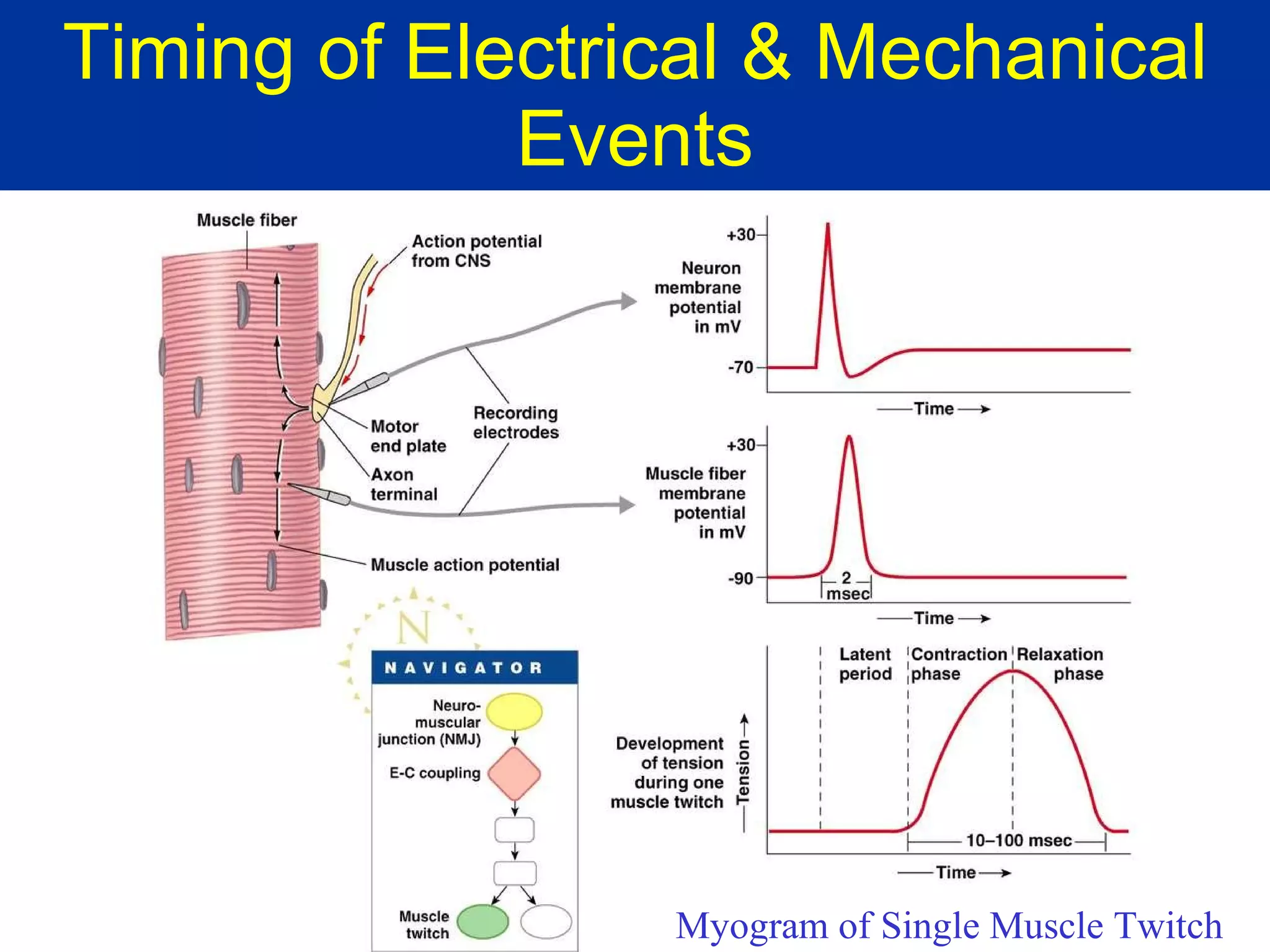 Muscle contraction | PPT