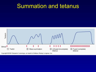 Wave Summation In Muscles