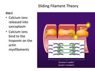 Muscle contraction Higher Level Biology IB | PPTX
