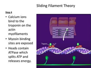 Muscle contraction Higher Level Biology IB | PPTX