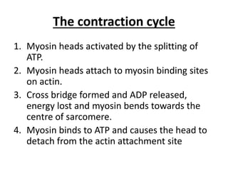 Muscle contraction Higher Level Biology IB | PPTX