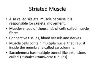 Muscle contraction Higher Level Biology IB | PPTX
