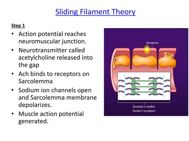 Muscle contraction Higher Level Biology IB