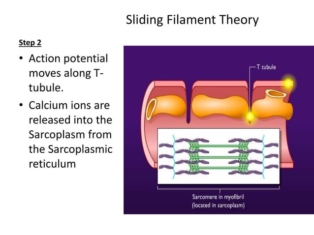 Muscle contraction Higher Level Biology IB