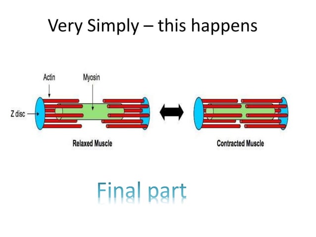 Muscle contraction Higher Level Biology IB