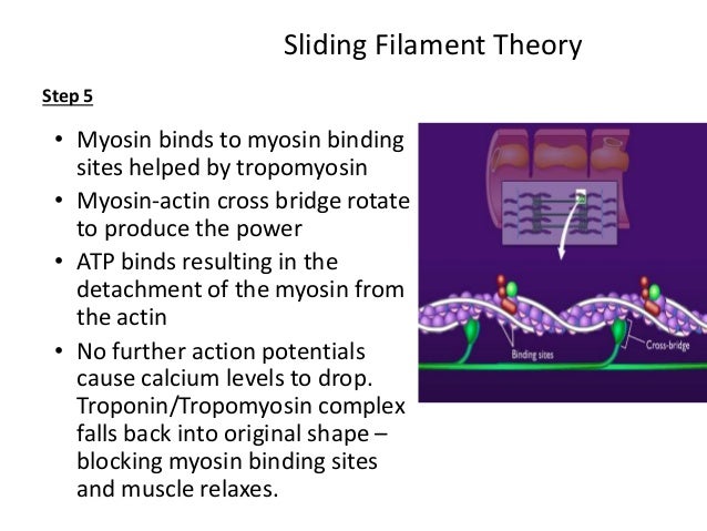 Muscle contraction Higher Level Biology IB