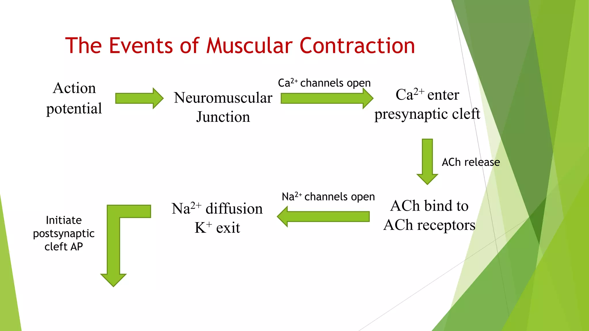 Muscle contraction with medecine | PPTX | Biological Sciences | Science