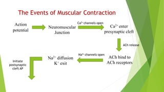 Muscle contraction with medecine | PPTX
