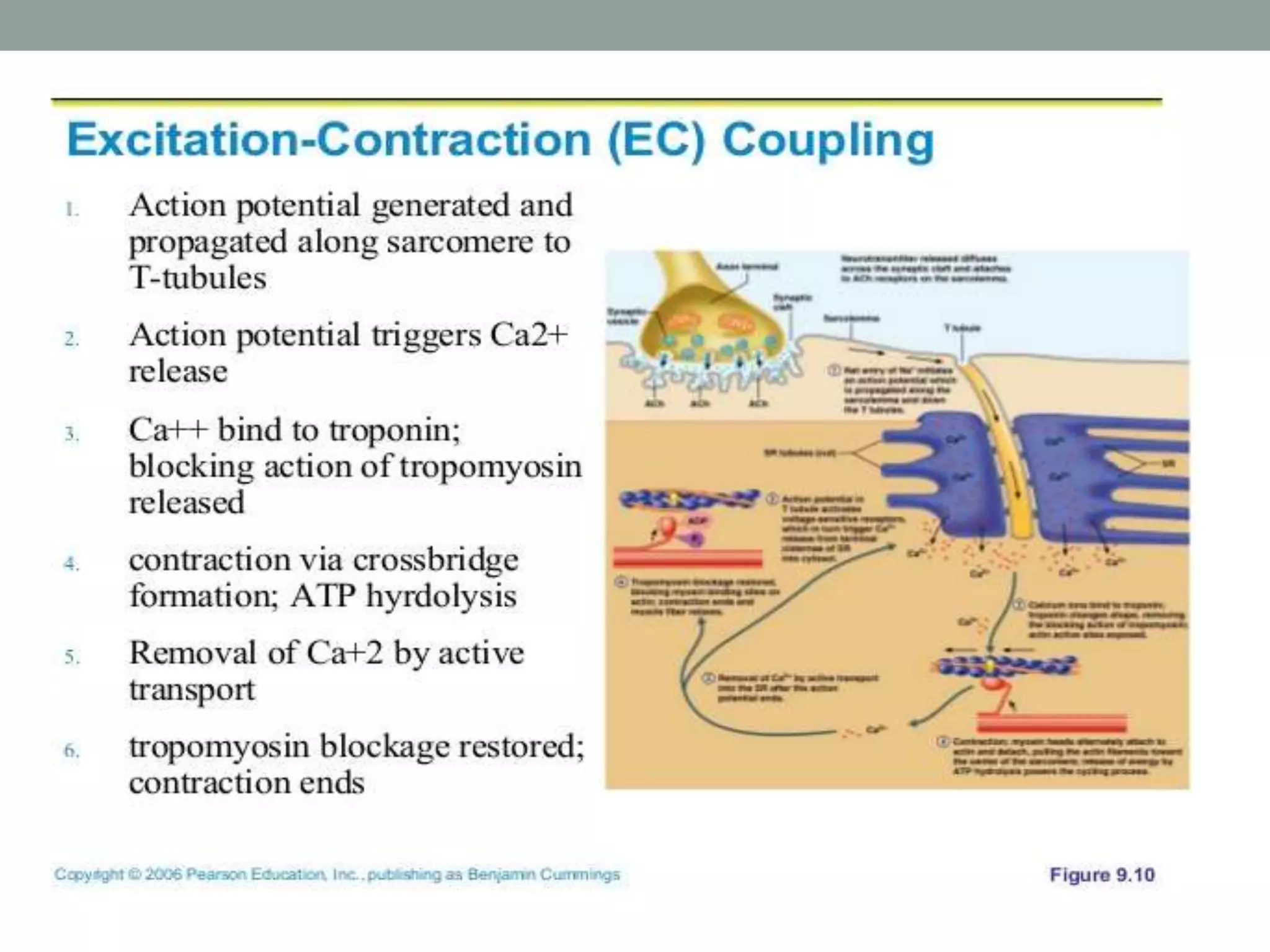 Muscle contraction | PPTX