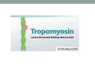 Muscle contraction | PPTX
