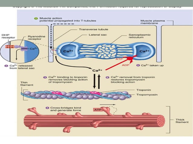 Muscle contraction | PPT