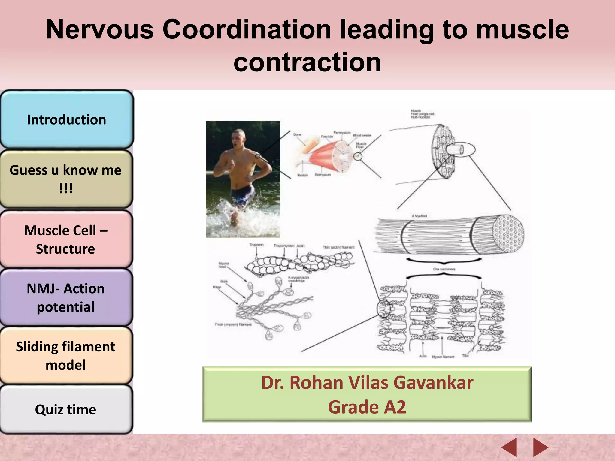 Muscle contraction | PPT