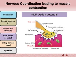 Muscle contraction | PPTX